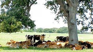 Managing Farm Livestock in Hot Weather: Tips for Keeping Animals Cool ...