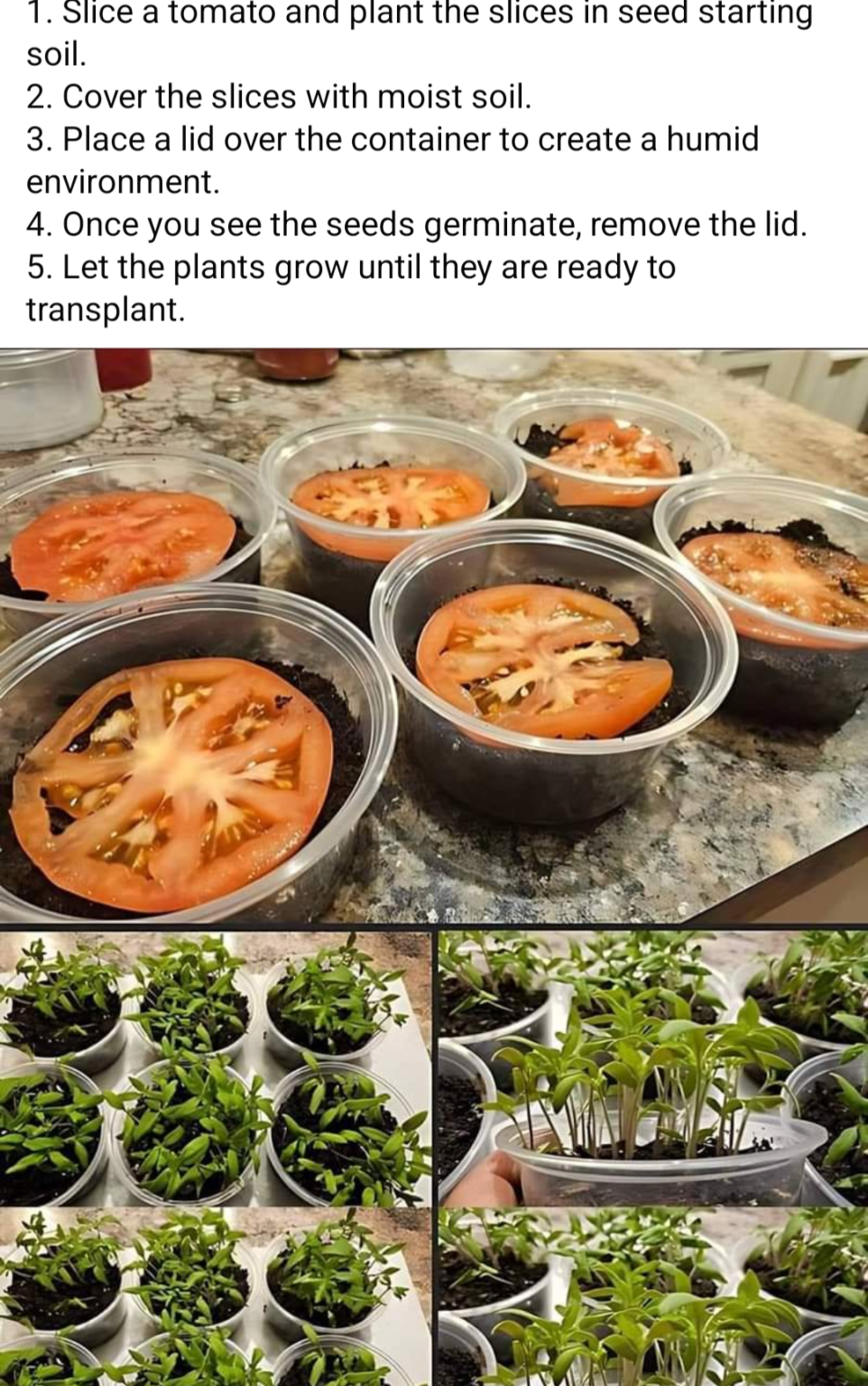 Growing Tomatoes from a Sliced Tomato: A Step-by-Step Guide